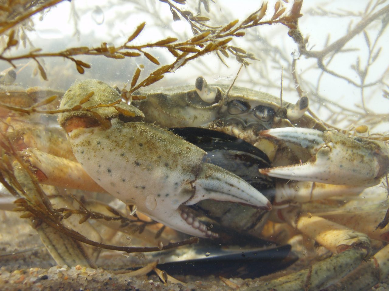 Mød dyrene i fjorden – fortællinger om strandkrabben - Frederikssund Museum